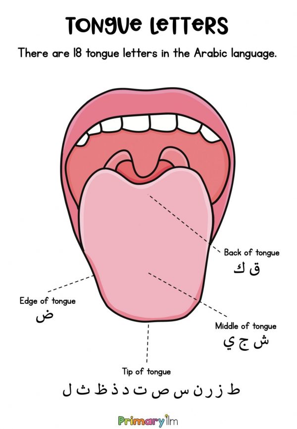 Tongue letters in Arabic - Primary Ilm